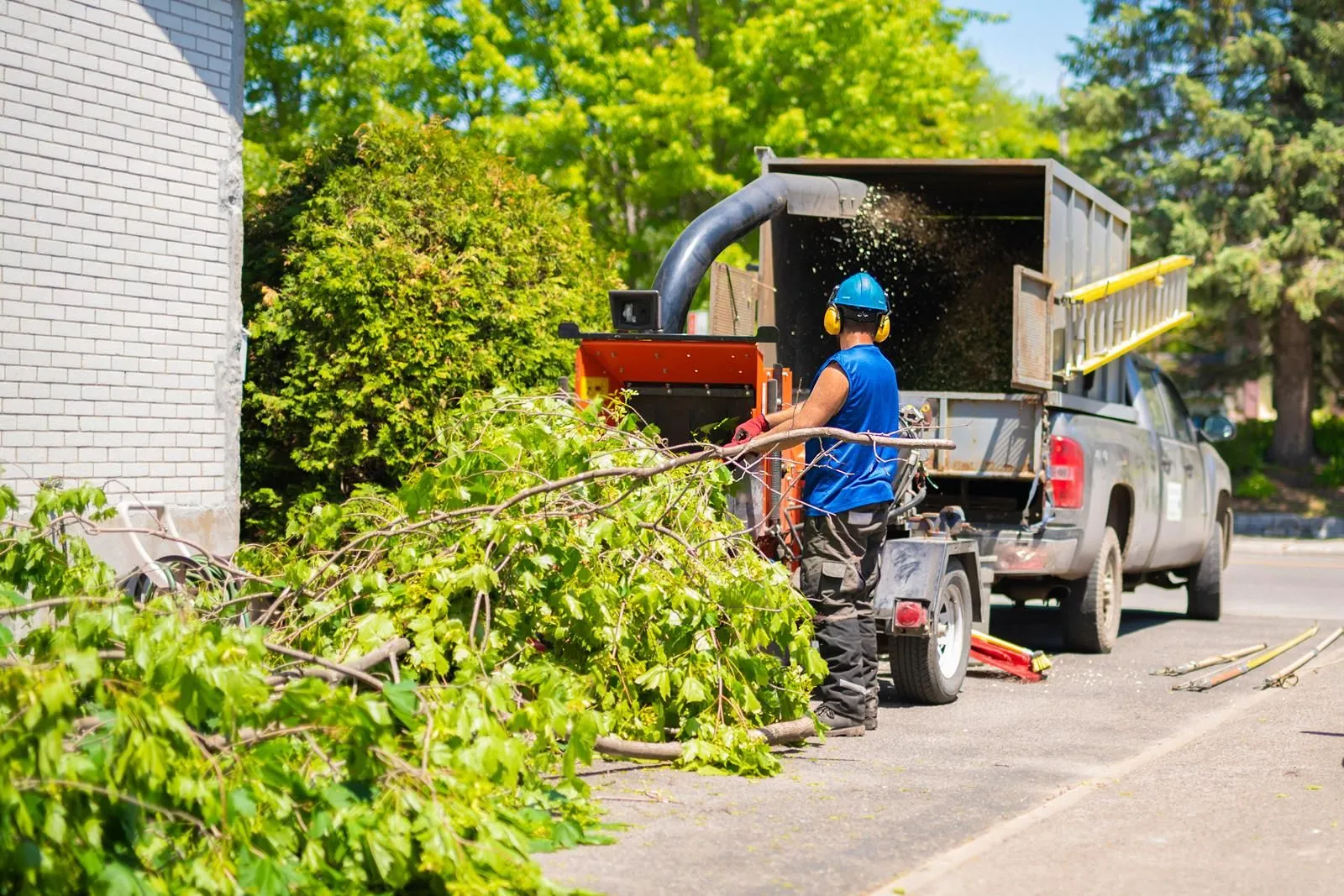 Expert Tree Removal & Trimming in Michigan | Higher Ground Tree Service